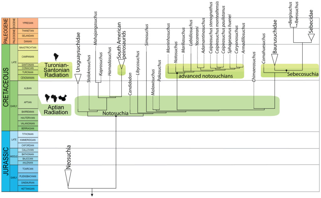 Fossil Focus: Mesozoic crocodyliforms – PALAEONTOLOGY[online]