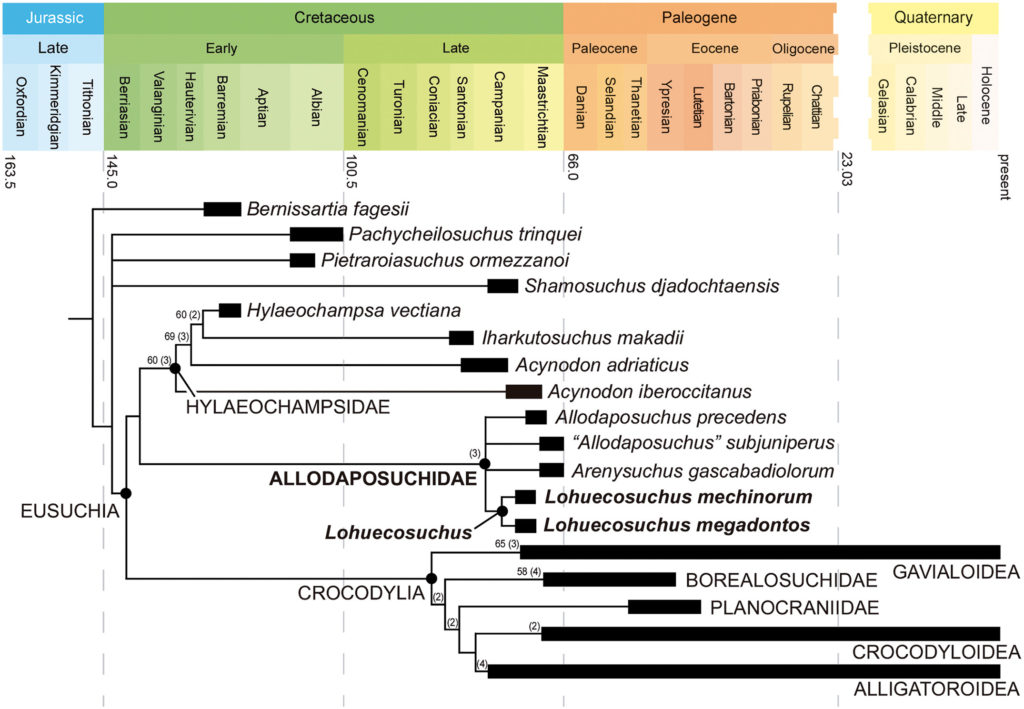 Fossil Focus: Mesozoic crocodyliforms – PALAEONTOLOGY[online]