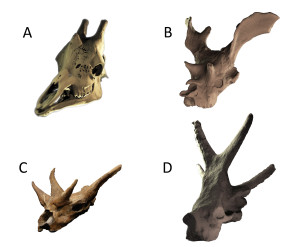 Fossil focus: Giraffidae — where we’ve been and where we’re going ...