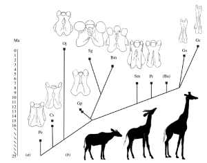 Fossil focus: Giraffidae — where we’ve been and where we’re going ...