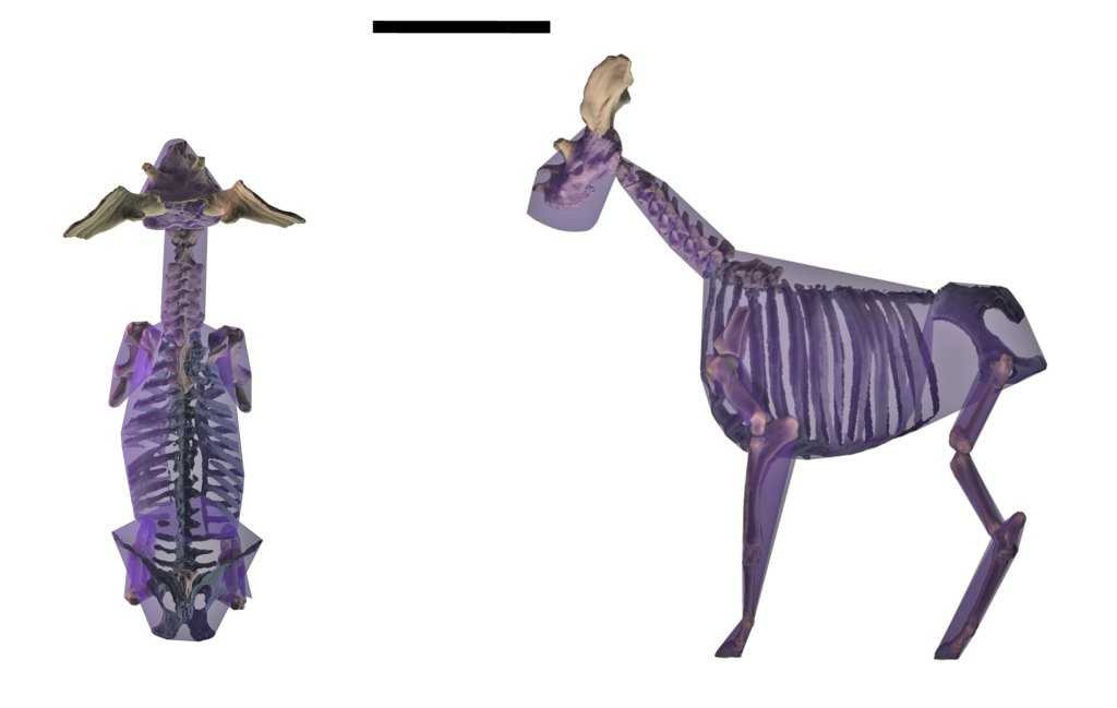 Fossil focus: Giraffidae — where we’ve been and where we’re going ...