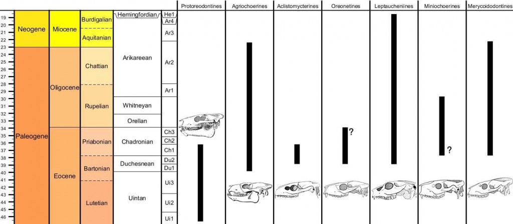 Fossil Focus: Oreodonts – PALAEONTOLOGY[online]