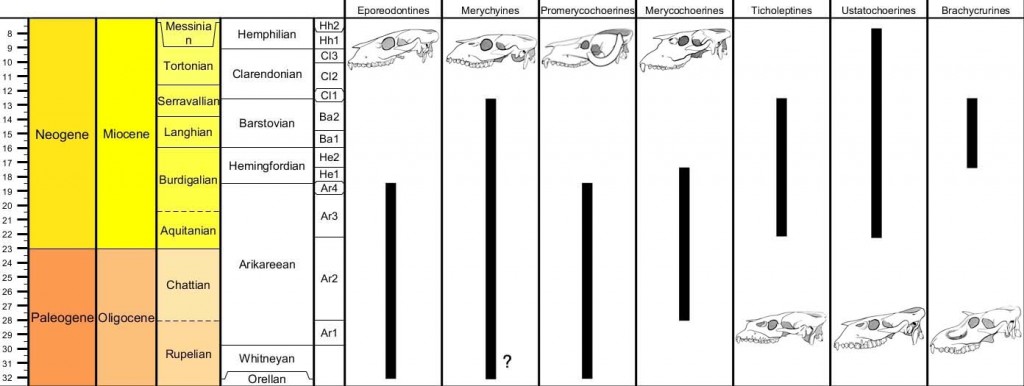 Fossil Focus: Oreodonts – PALAEONTOLOGY[online]
