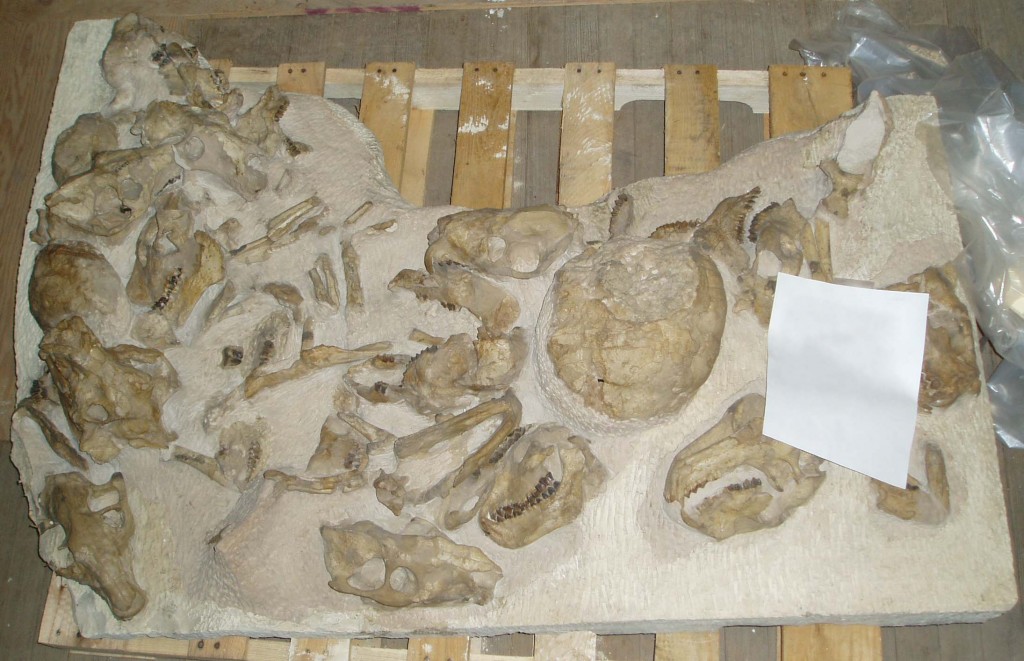 Fossil Focus: Oreodonts – PALAEONTOLOGY[online]