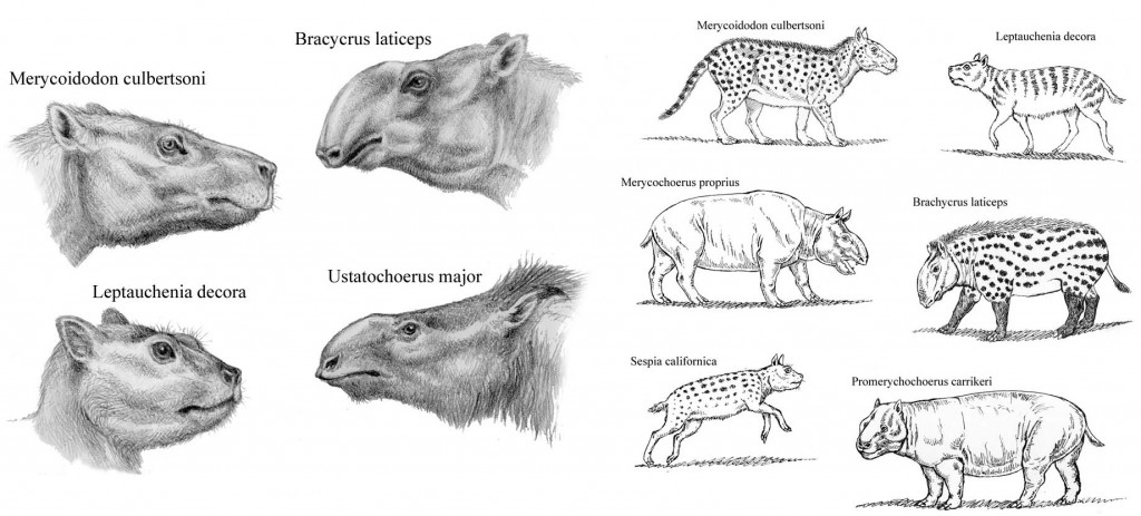 Fossil Focus: Oreodonts – PALAEONTOLOGY[online]
