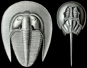 Fossil Focus: Chelicerata – PALAEONTOLOGY[online]