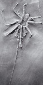 Fossil Focus: Pycnogonida – PALAEONTOLOGY[online]