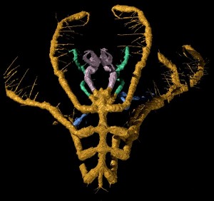 Fossil Focus: Pycnogonida – PALAEONTOLOGY[online]