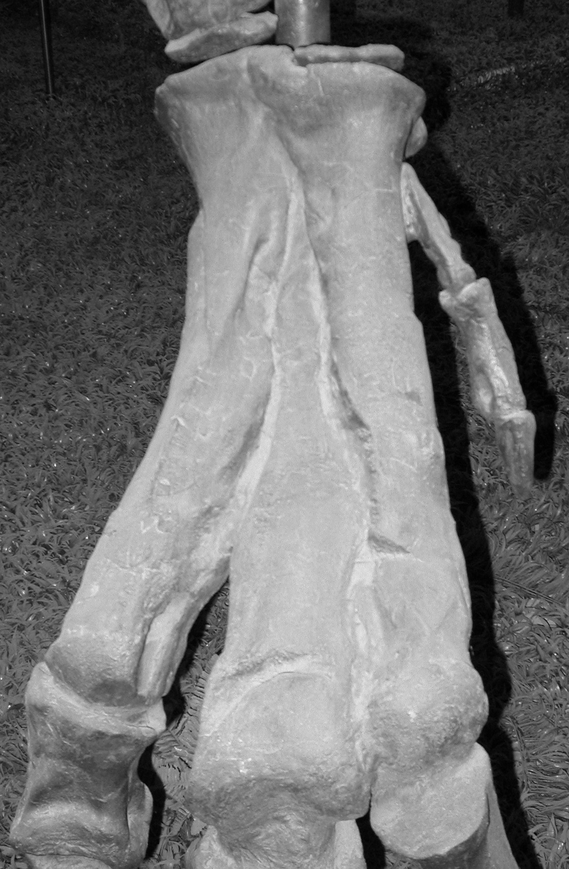 Fossil Focus: Tyrannosaurs – PALAEONTOLOGY[online]