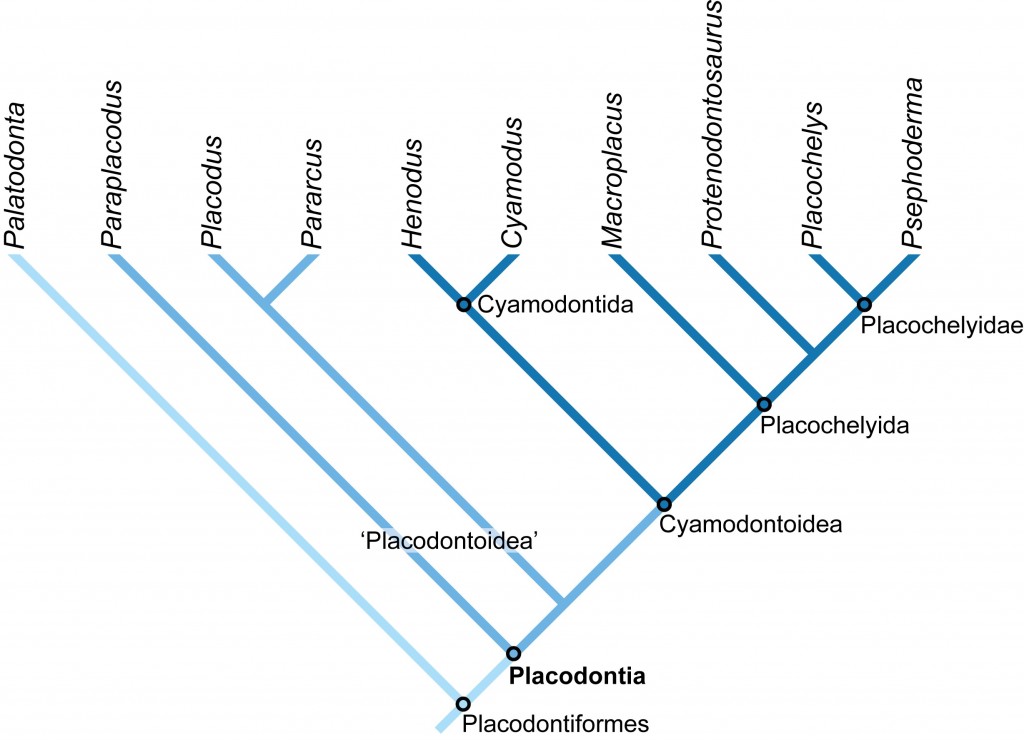 Fossil Focus: Placodonts – PALAEONTOLOGY[online]