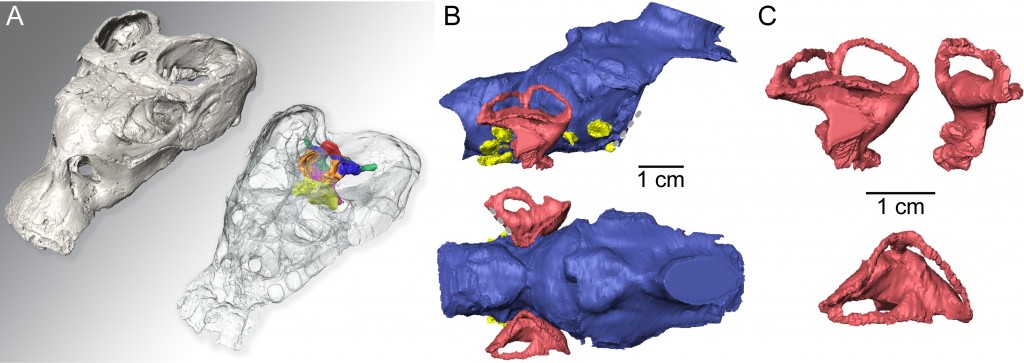 Fossil Focus: Placodonts – PALAEONTOLOGY[online]