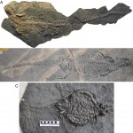 Fossil Focus: Placodonts – PALAEONTOLOGY[online]